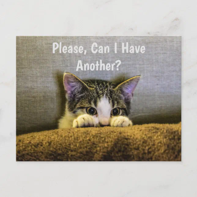Please Can I Have Another? Funny Kitten Postcard | Zazzle