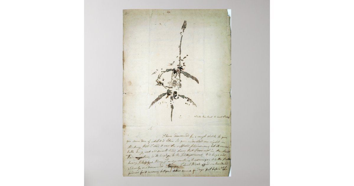 Plesiosaurus dolichodeirus poster | Zazzle