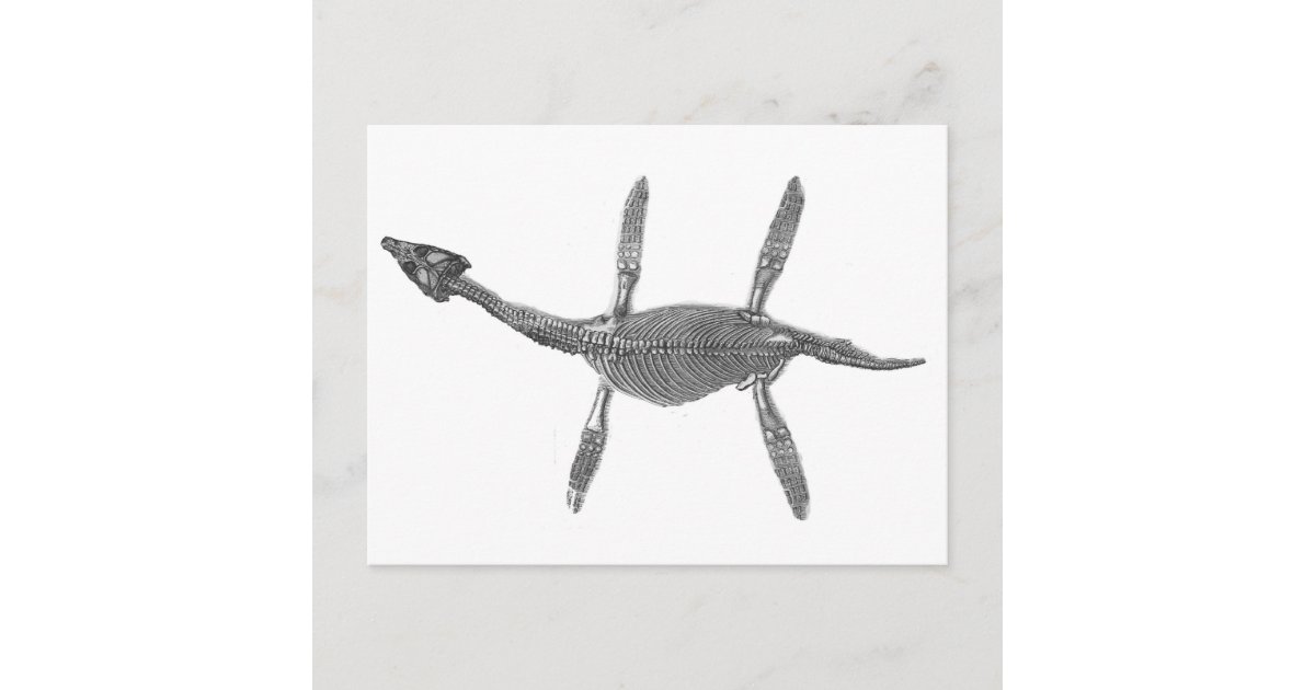 Plesiosaurus Skeleton Antique Print Postcard | Zazzle