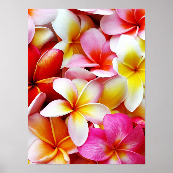 Plumeria Frangipani Hawaii Flower Customized Poster | Zazzle