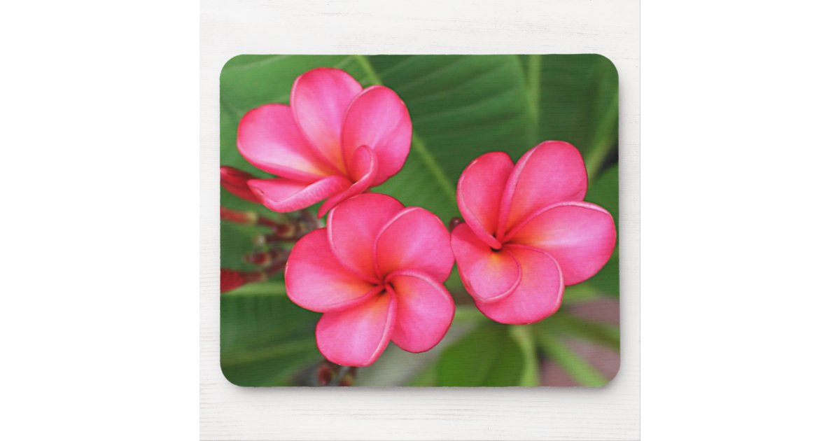 Plumeria - Miami Rose on mousepad | Zazzle