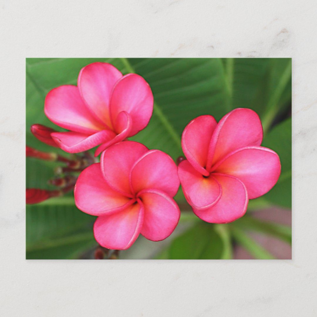 Plumeria - Miami Rose on Postcard | Zazzle