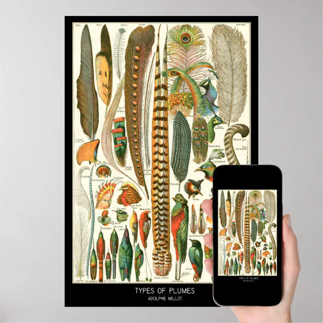 Plumes Poster | Zazzle