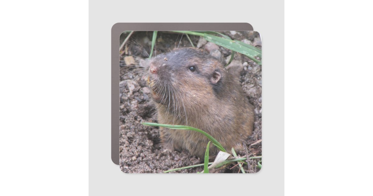 Pocket Gopher Car Magnet | Zazzle