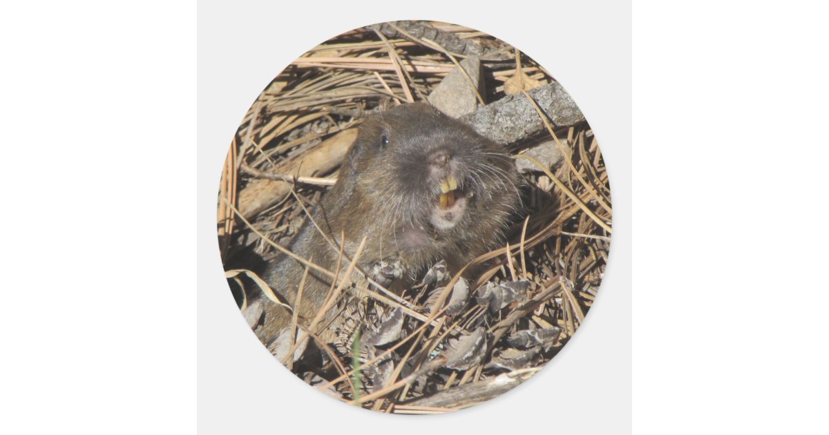 Pocket Gopher Classic Round Sticker | Zazzle