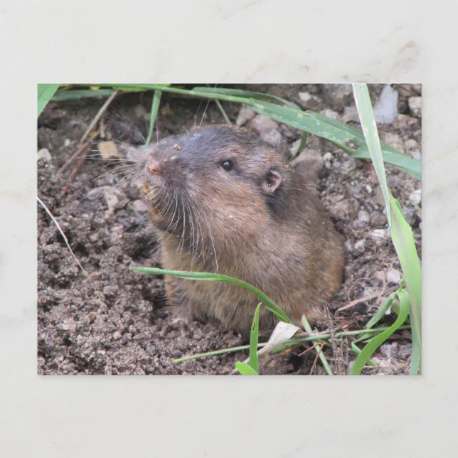 Pocket Gopher Postcard | Zazzle