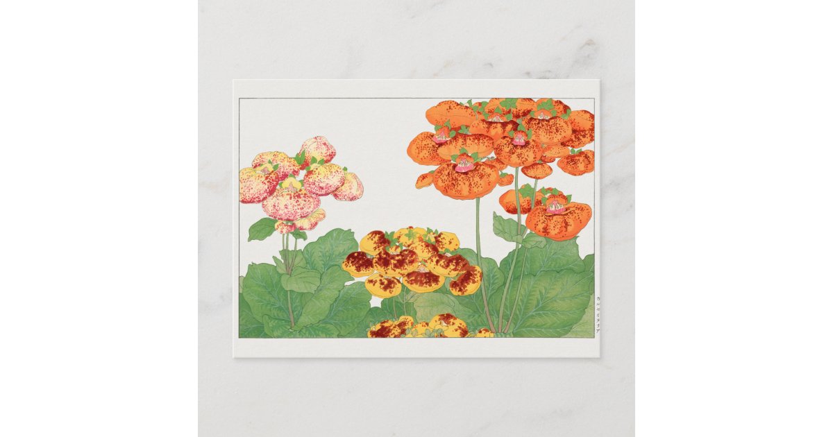Pocketbook plant by Tanigami Konan Postcard | Zazzle