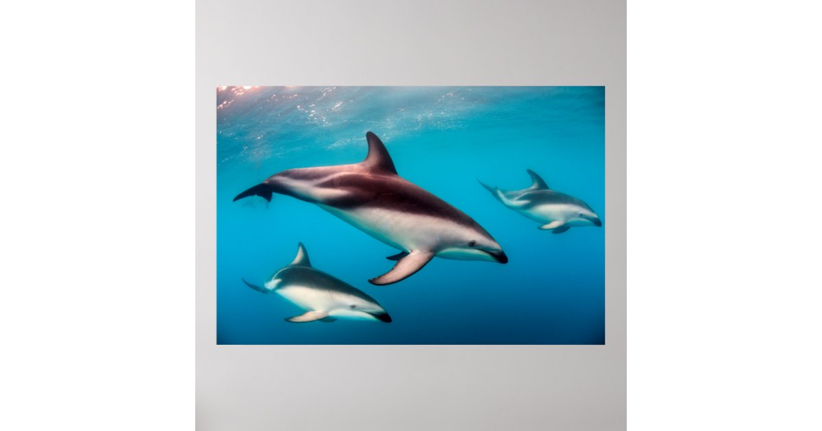 Pod of Dusky Dolphins off of Kaikoura Poster | Zazzle
