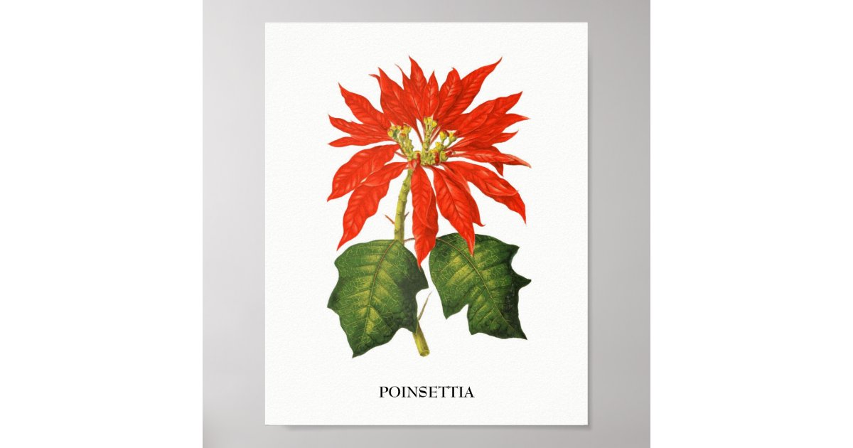 Poinsettia Botanical Print | Zazzle
