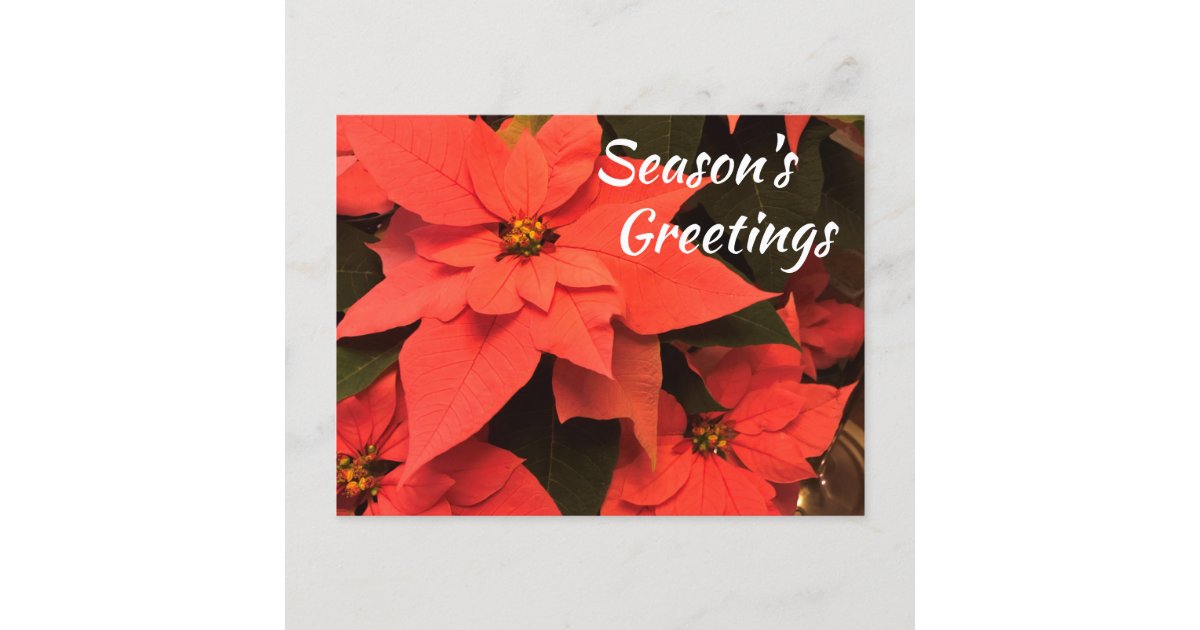 Poinsettia Season's Greetings Postcard | Zazzle
