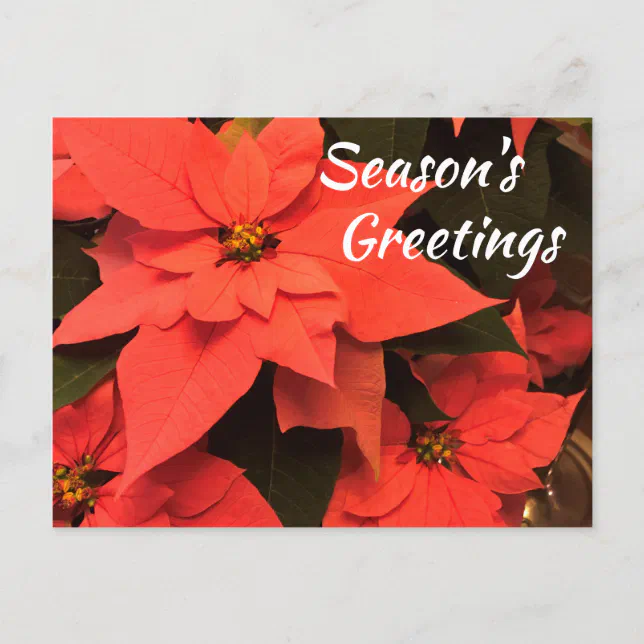 Poinsettia Season's Greetings Postcard | Zazzle