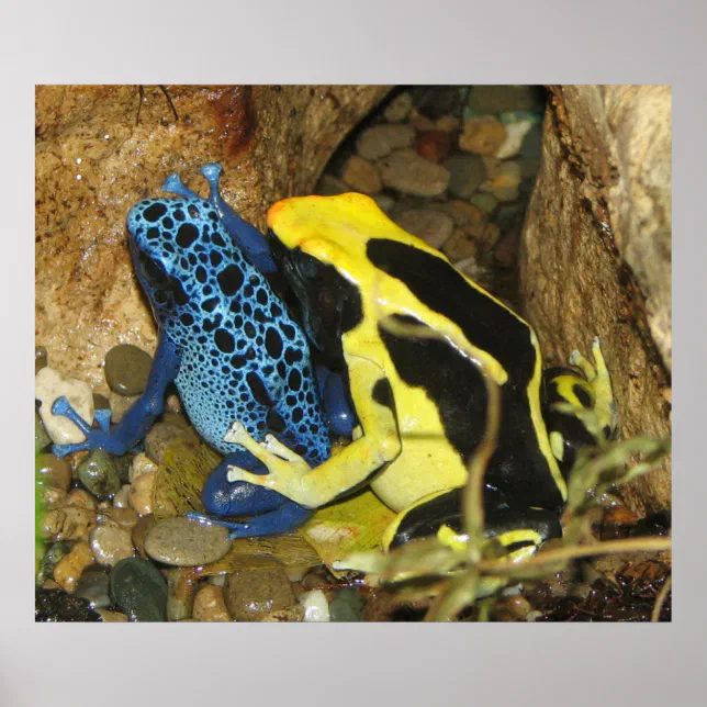 Poison Dart Frogs Poster | Zazzle