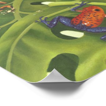 Poison Dart Frogs Poster | Zazzle