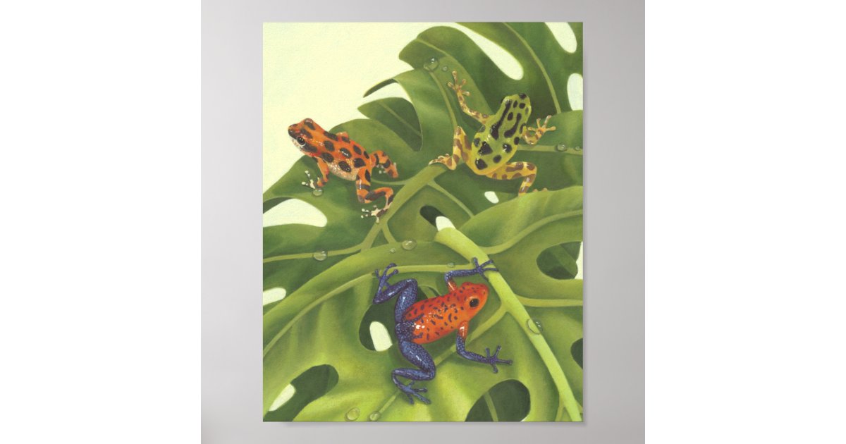 Poison Dart Frogs Poster | Zazzle