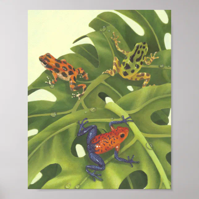 Poison Dart Frogs Poster | Zazzle