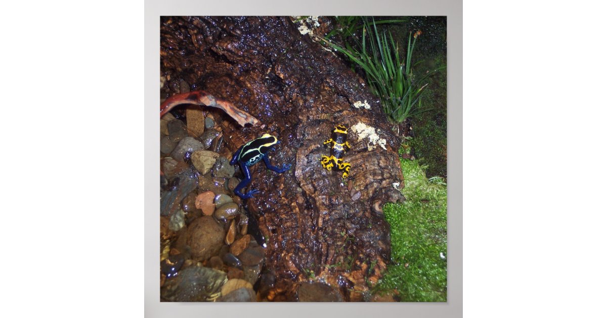 poison dart frogs poster | Zazzle