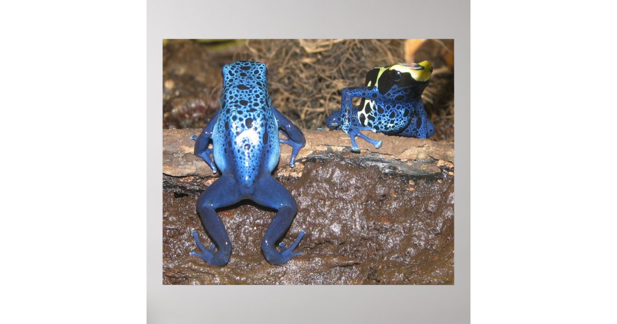 Poison Dart Frogs Poster | Zazzle