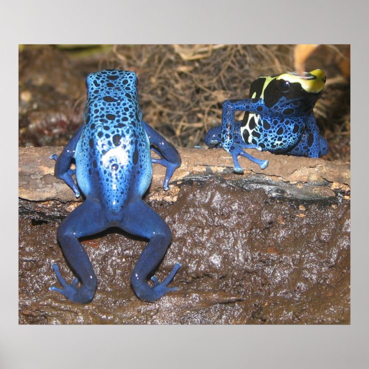 Poison Dart Frogs Poster | Zazzle