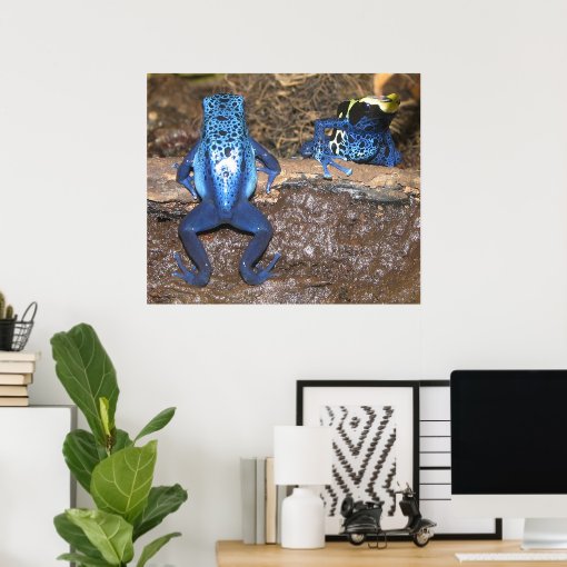 Poison Dart Frogs Poster | Zazzle