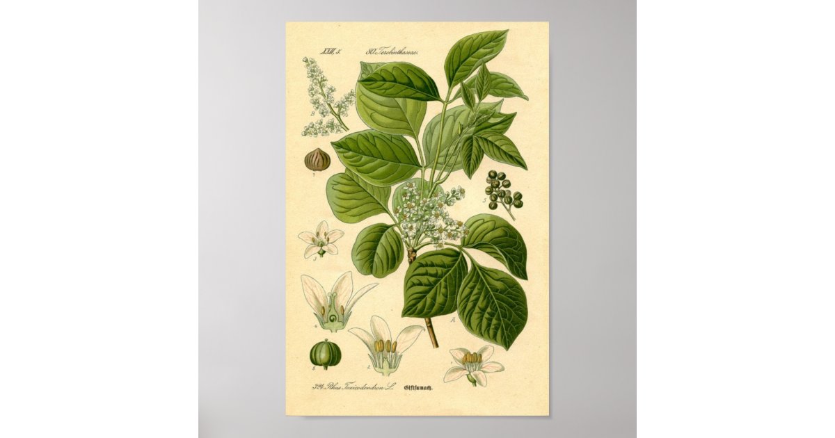 Poison Ivy plant Print | Zazzle