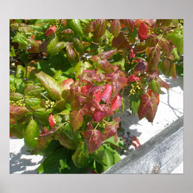 Poison Ivy Poster | Zazzle