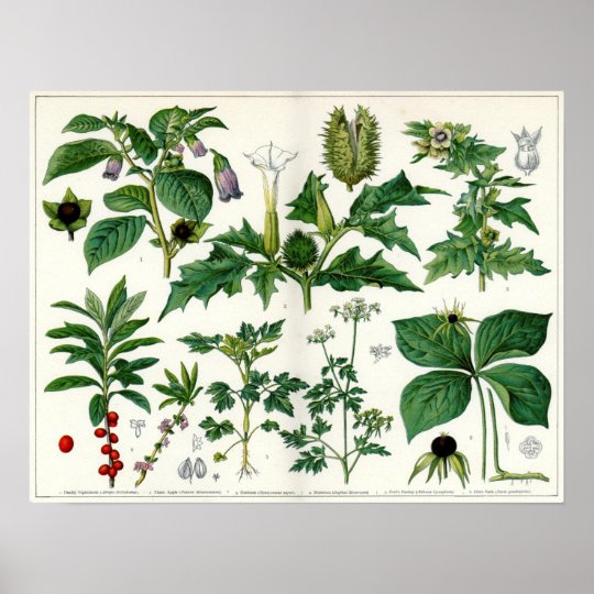 Poisonous Plants Poster | Zazzle.com