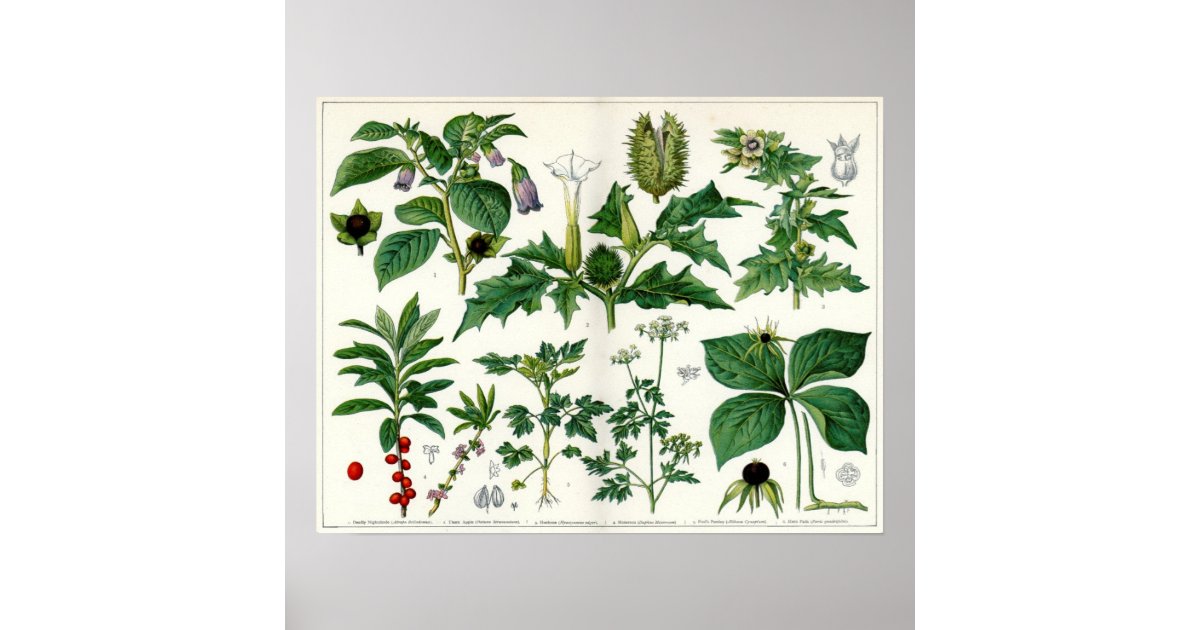 Poisonous Plants Poster | Zazzle
