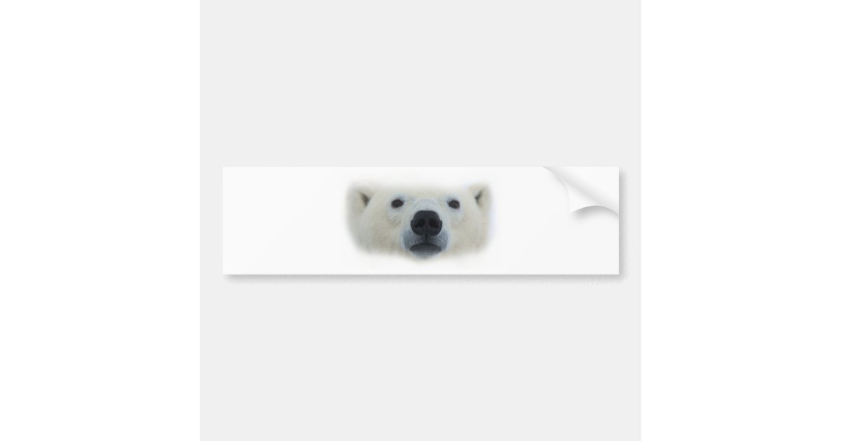 Polar Bear Bumper Sticker | Zazzle