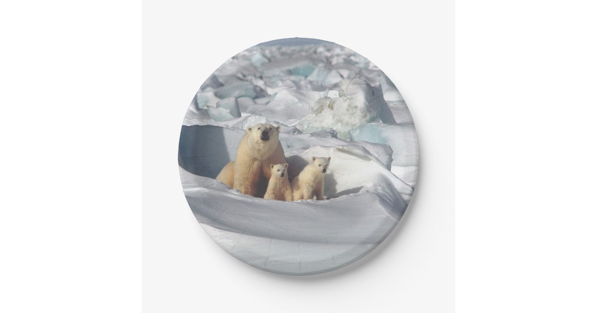 Polar Bear Cubs Snow Photo Paper Plates | Zazzle