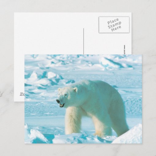 Polar Bear Postcard | Zazzle