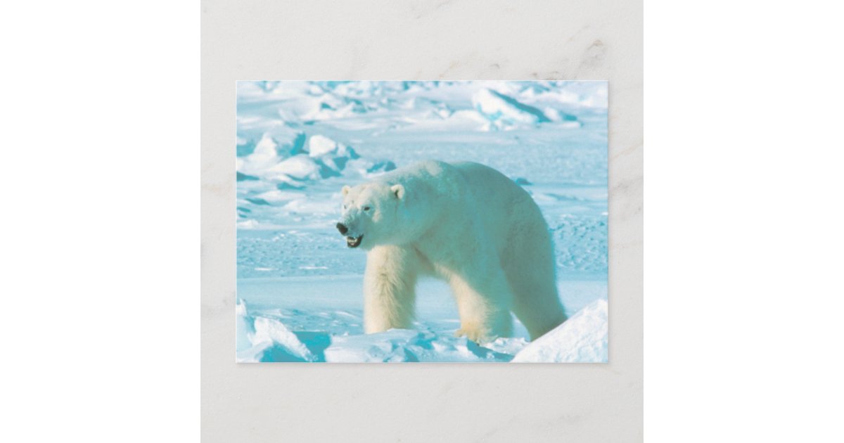 Polar Bear Postcard | Zazzle