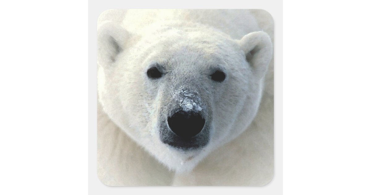 Polar Bear Square Sticker | Zazzle