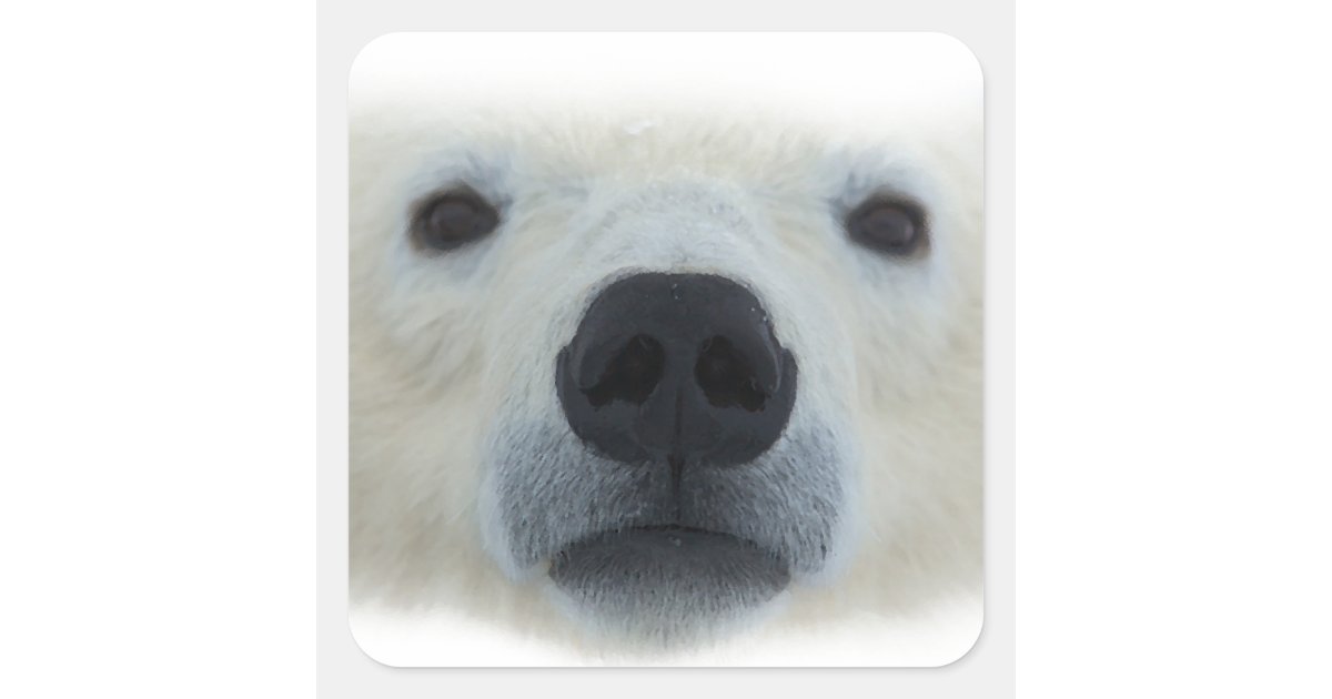 Polar Bear Square Sticker | Zazzle