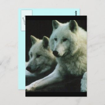 Polar Wolf Postcard | Zazzle