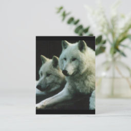 Polar Wolf Postcard | Zazzle