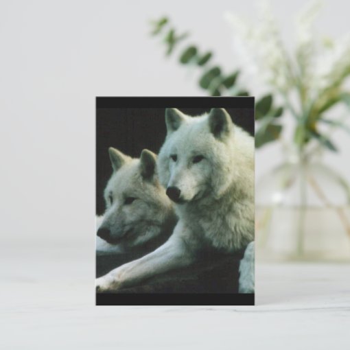 Polar Wolf Postcard | Zazzle