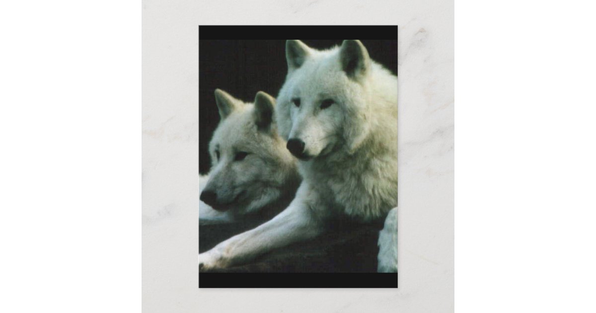 Polar Wolf Postcard | Zazzle
