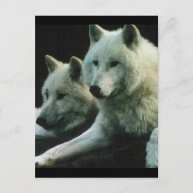 Polar Wolf Postcard | Zazzle