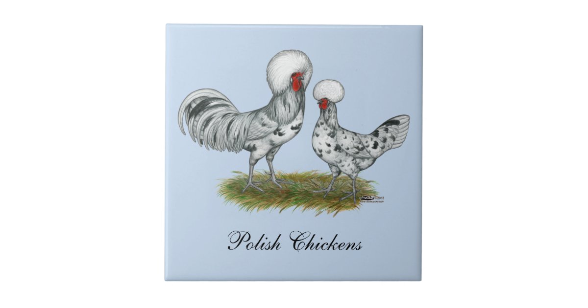 Polish Splash Chickens Ceramic Tile | Zazzle