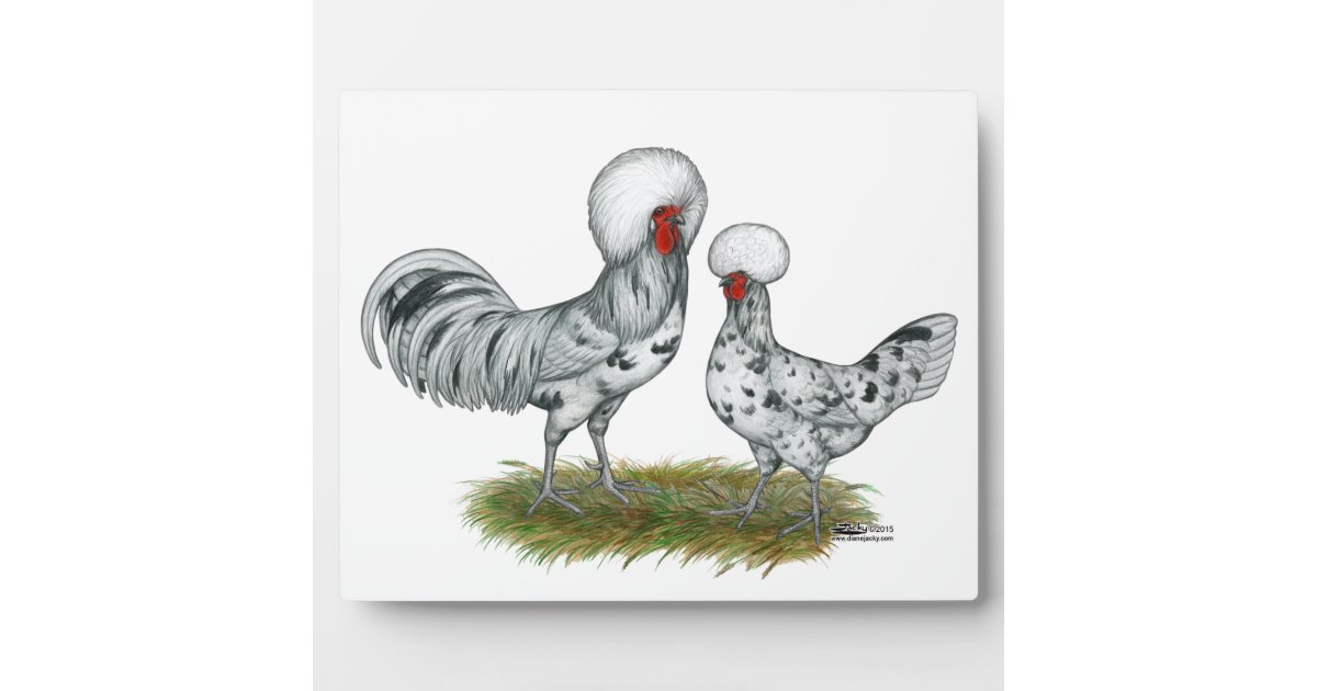 Polish Splash Chickens Plaque | Zazzle