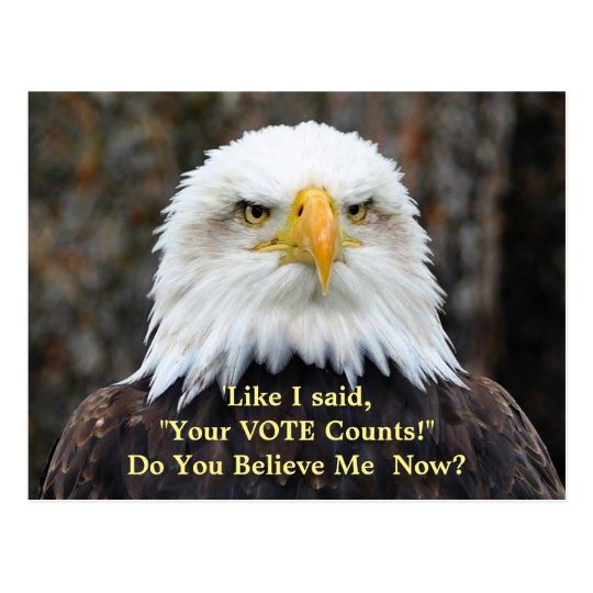 Political Satire American Bald Eagle VOTE Postcard | Zazzle.com
