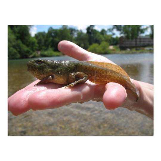 Pollywog Postcard | Zazzle.com