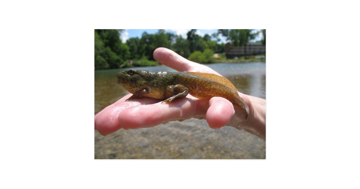 Pollywog Postcard | Zazzle.com
