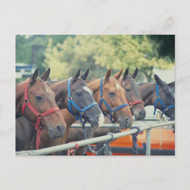 Polo Pony String Postcard | Zazzle
