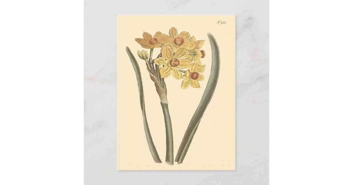Polyanthus Narcissus Botanical Illustration Postcard | Zazzle
