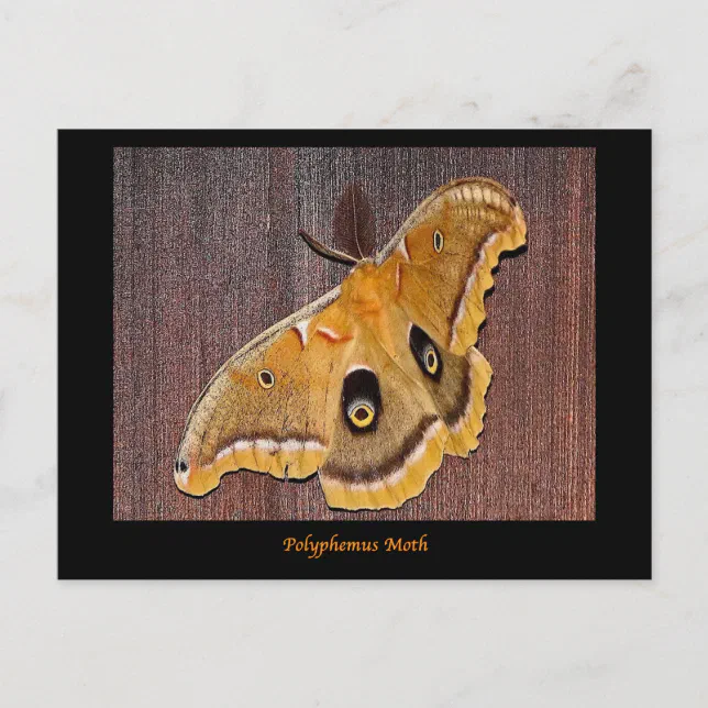 Polyphemus Moth Postcard | Zazzle