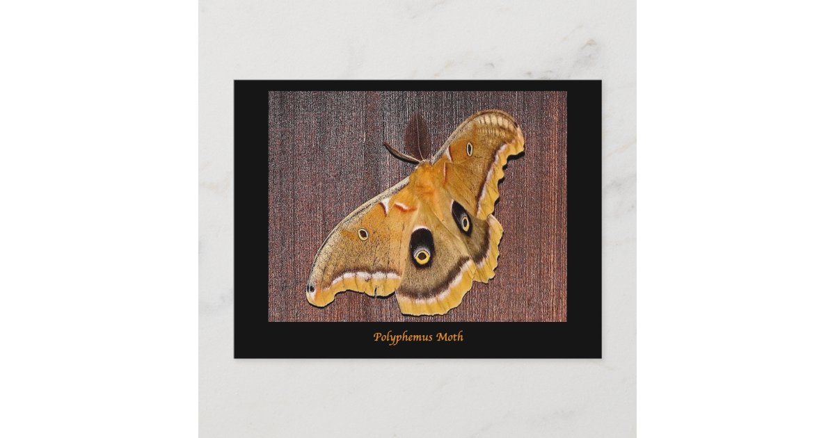 Polyphemus Moth Postcard | Zazzle