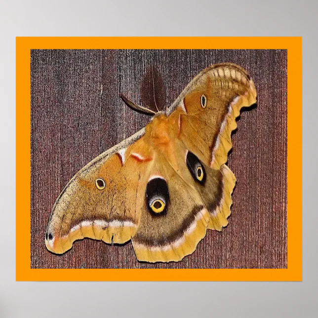 Polyphemus Moth Poster | Zazzle