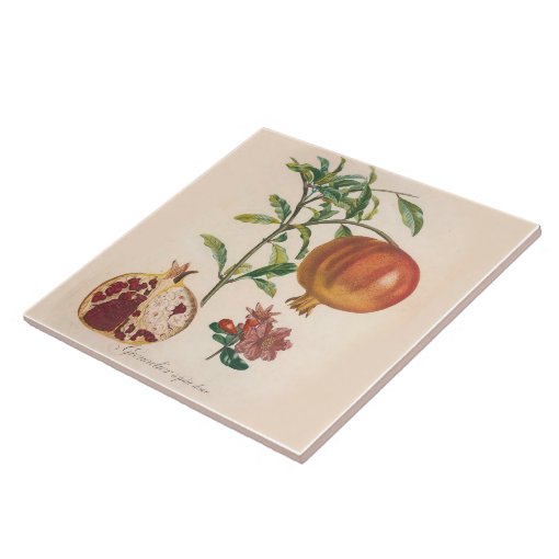 Pomegranate Decorative Ceramic Tile Kitchen Accent | Zazzle