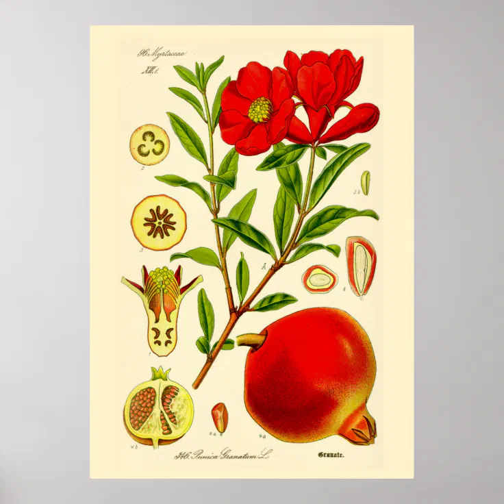Pomegranate Poster | Zazzle